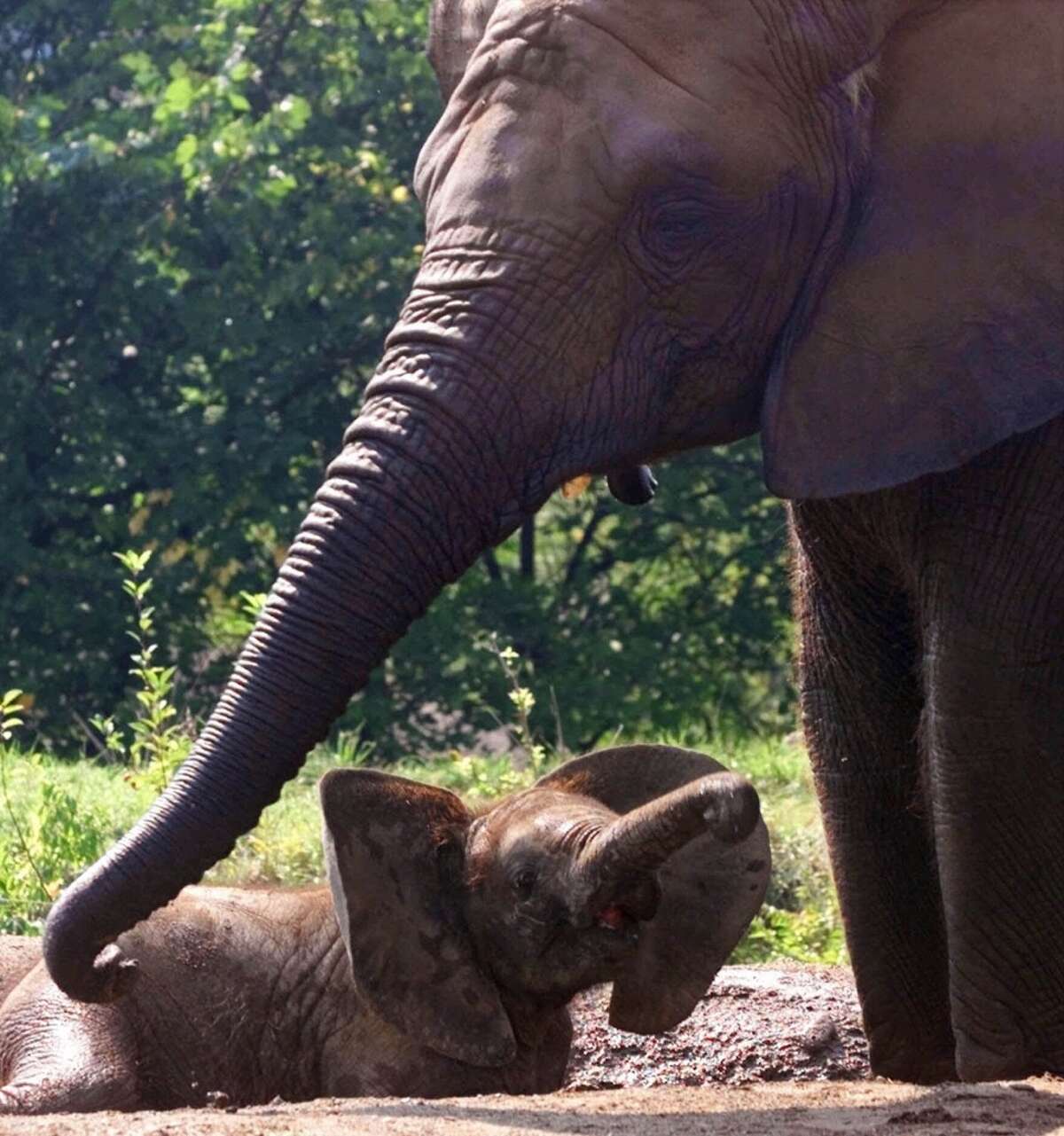 Watch this Dallas Zoo baby elephant freak out about a huge ball
