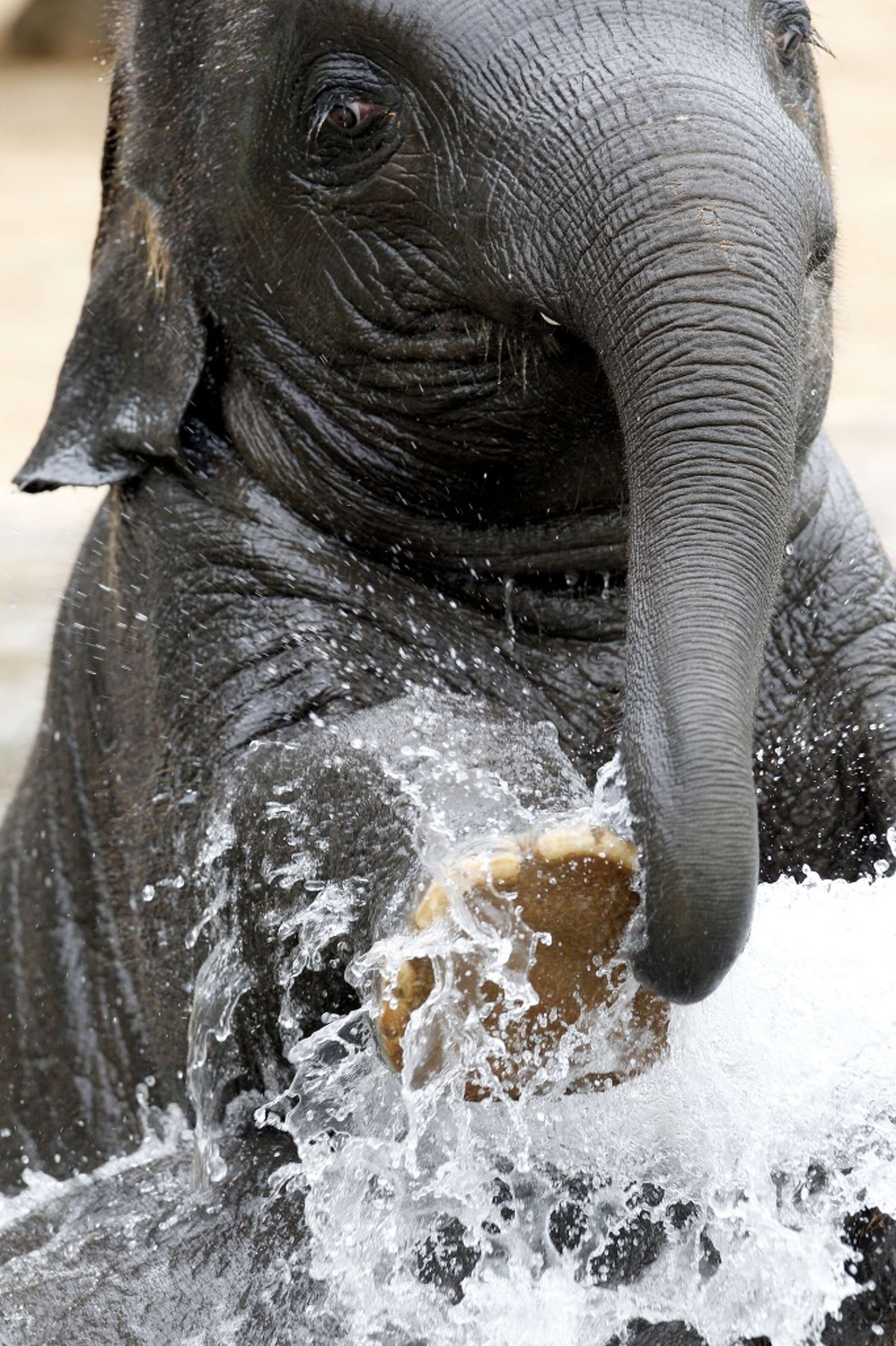 2 Houston Zoo animals treated for Elephant herpes virus