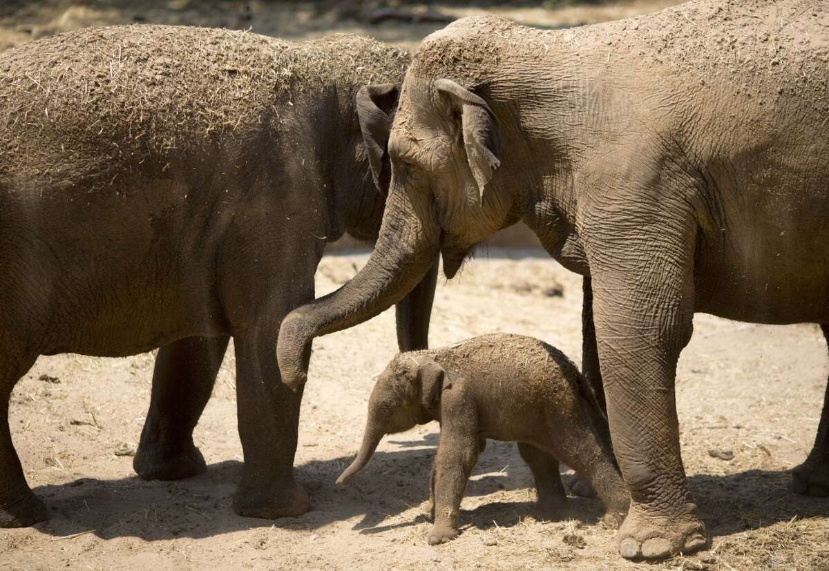 San Antonio Zoo won't relocate aging elephant