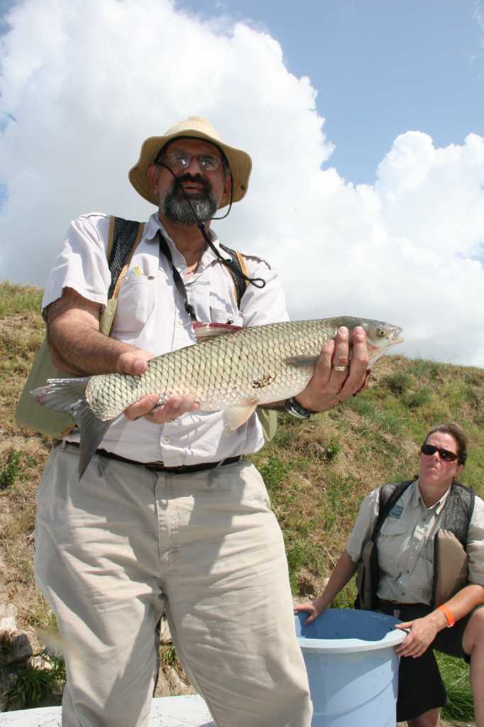Officials eye carp to clear watermilfoil