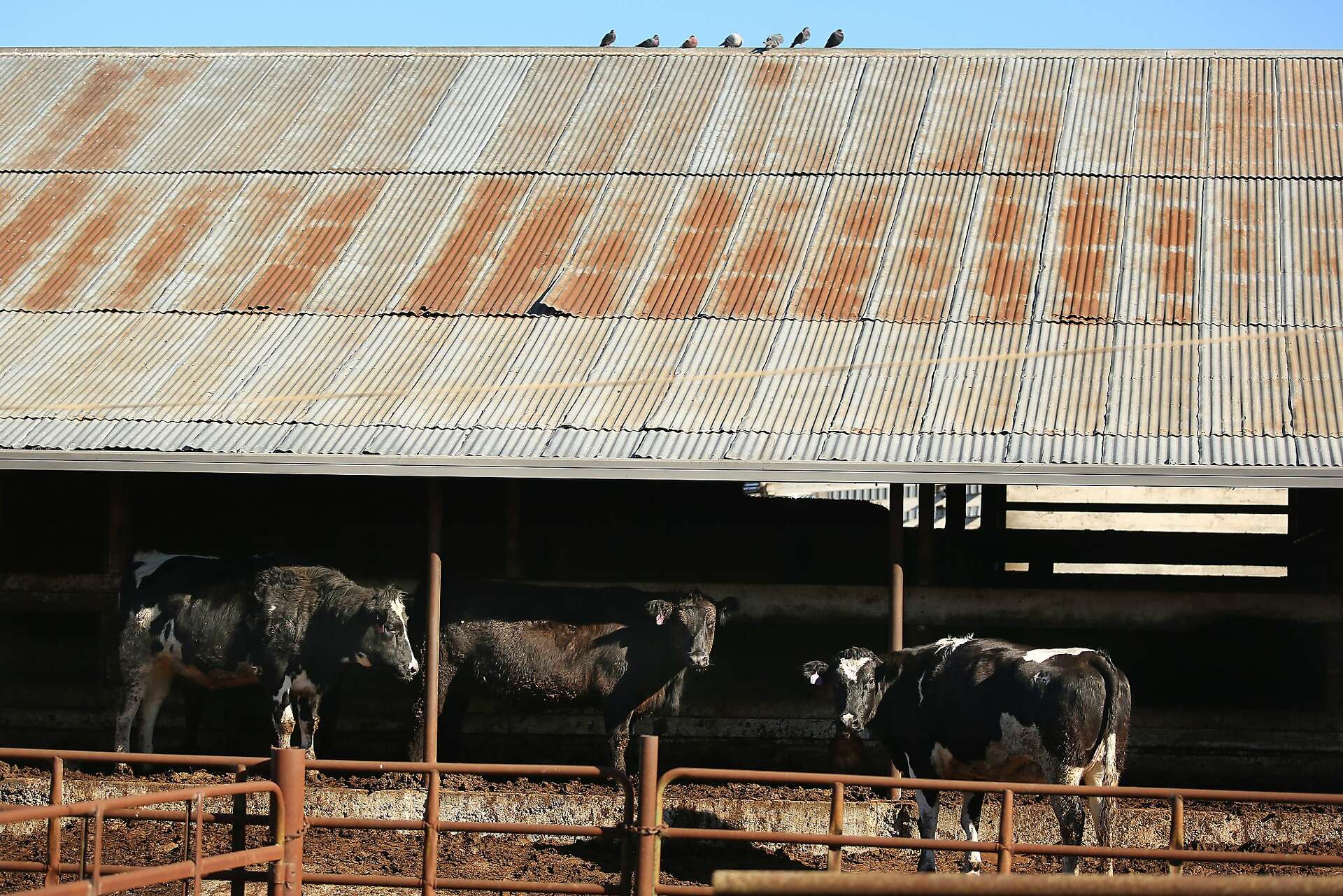 Slaughterhouse accused of selling meat from cows with cancer