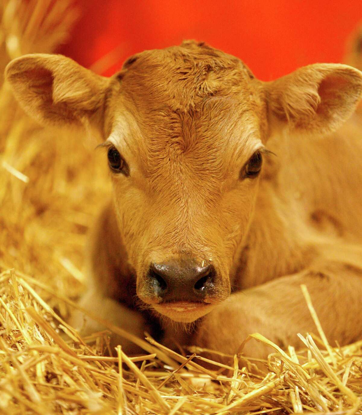 Rodeo: Don't miss these attractions