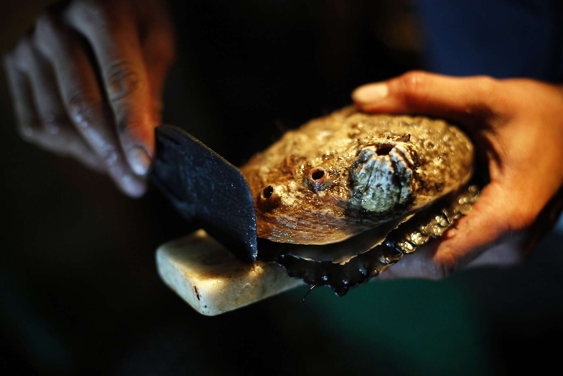 Tasty abalone carefully farmed under Monterey's wharf