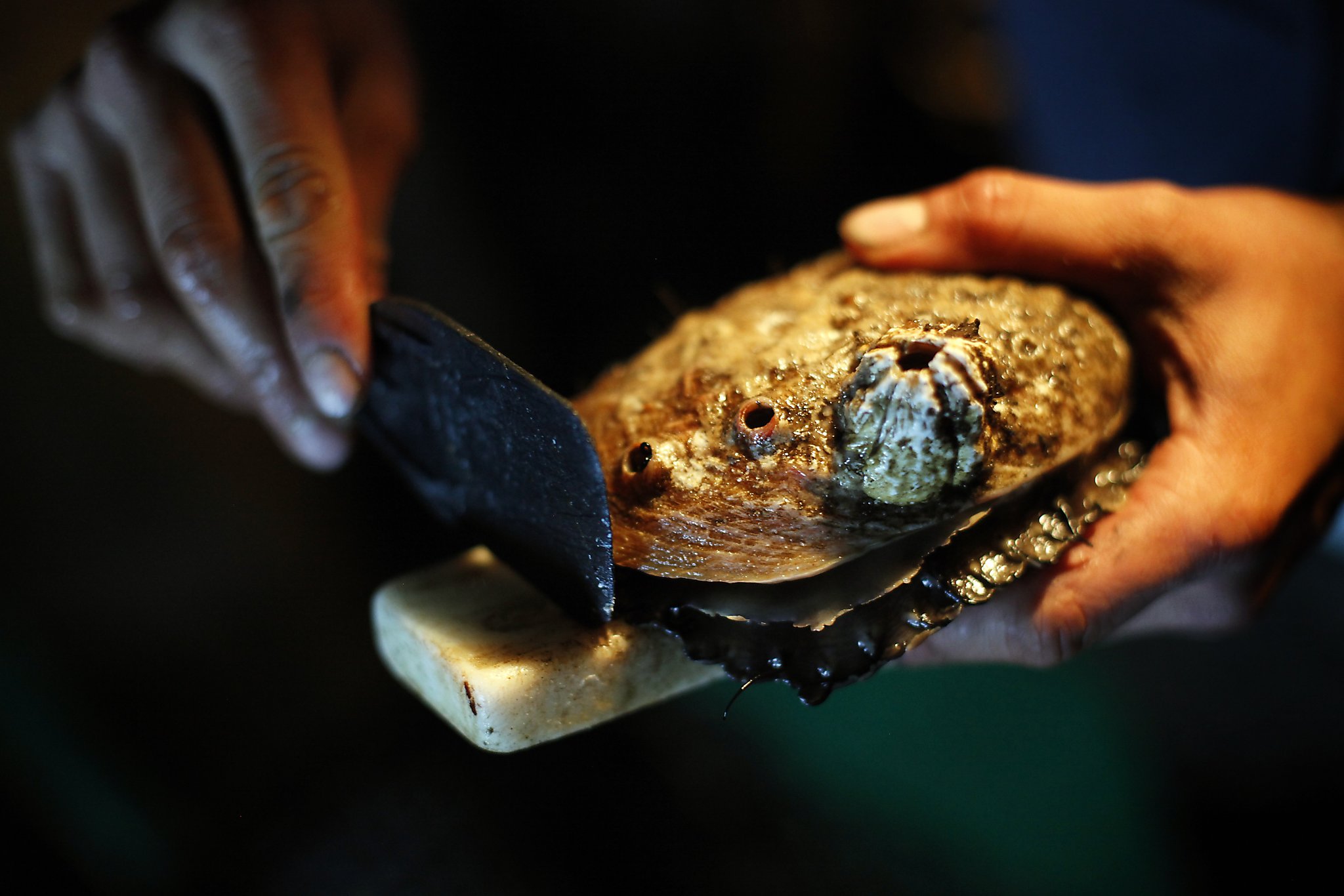 Tasty abalone carefully farmed under Monterey's wharf