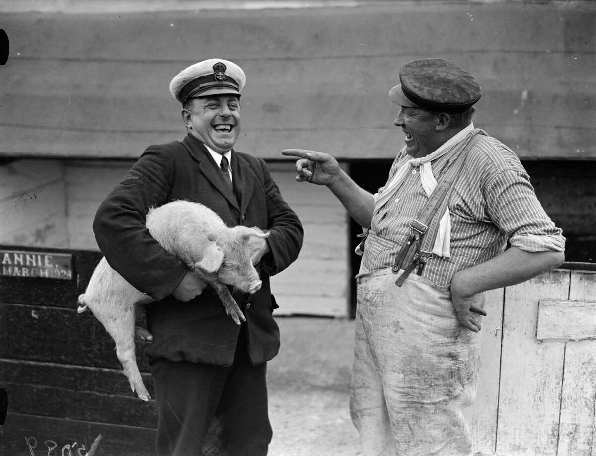 Historic photos of pigs being adorable: 1927-1975