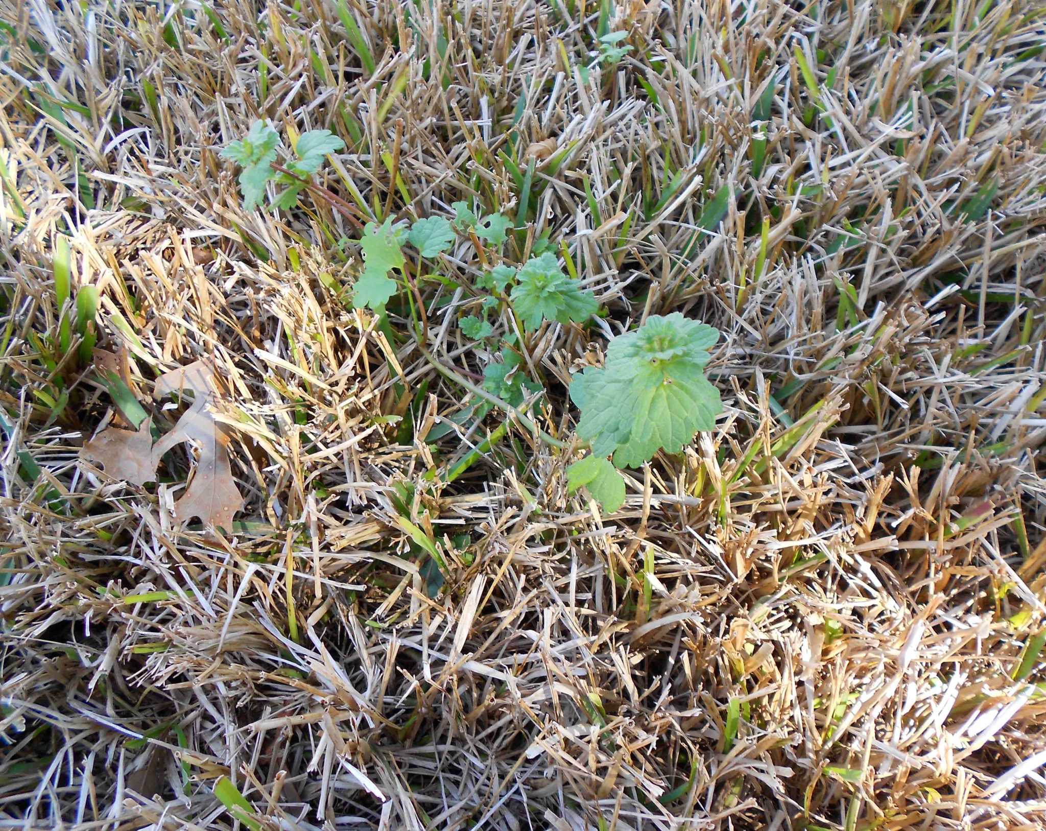 Neil Sperry: powdery mildew on crape myrtle, winter weeds, avocado ...