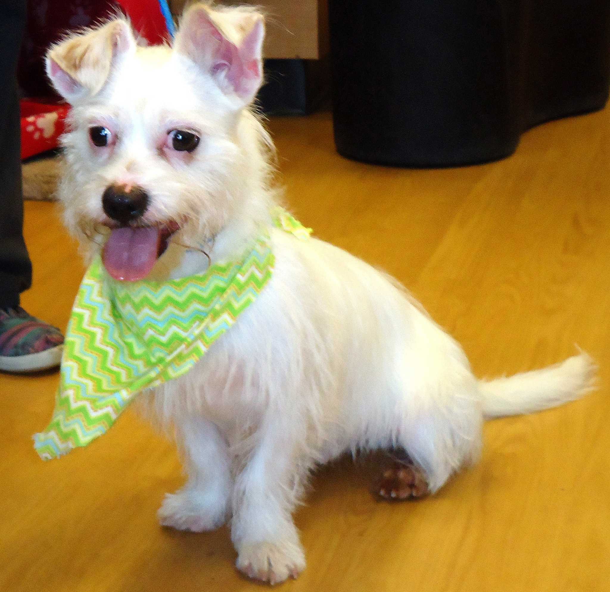 Pethouse Pet of the Week: March 1