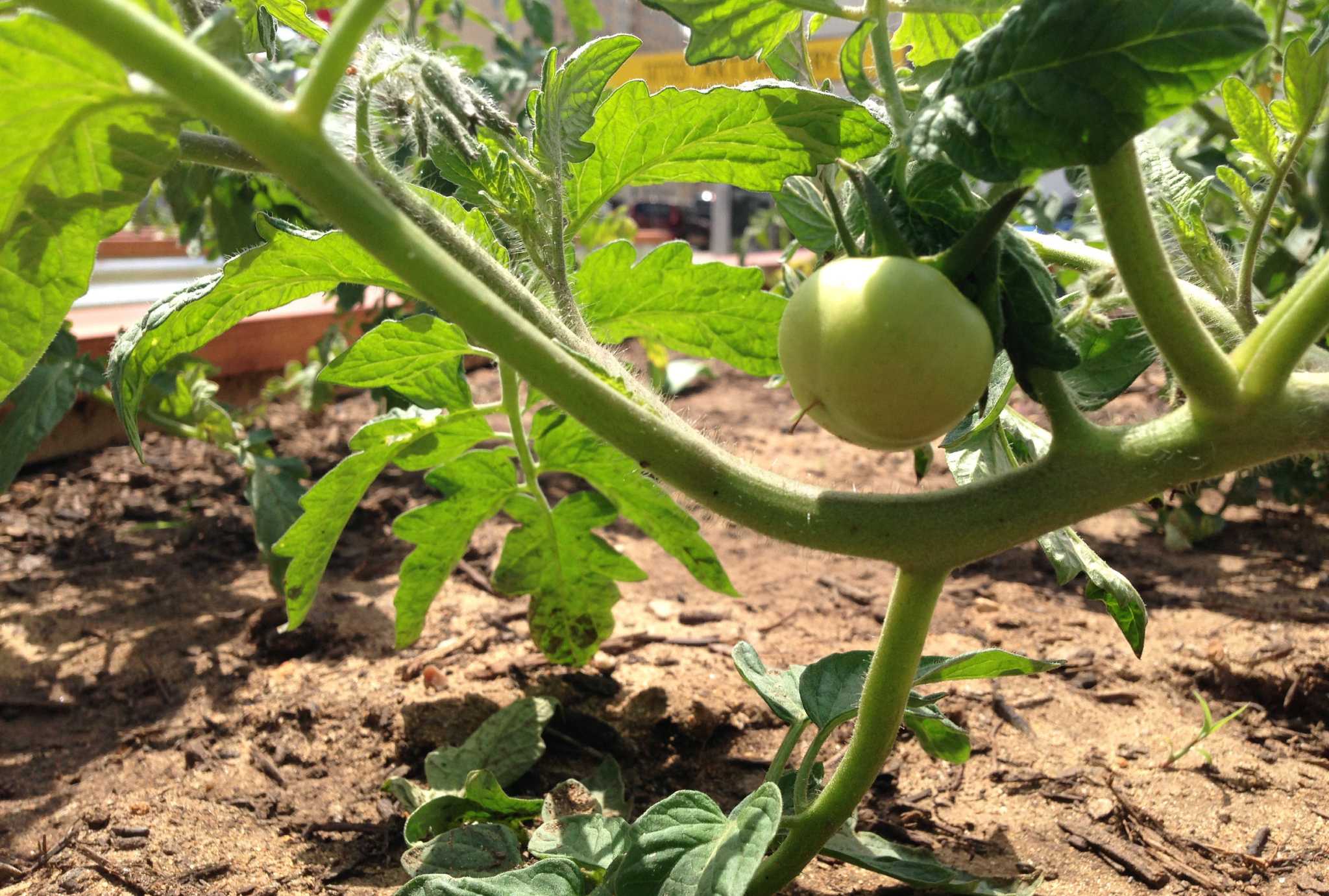 Ready, set, grow tomatoes