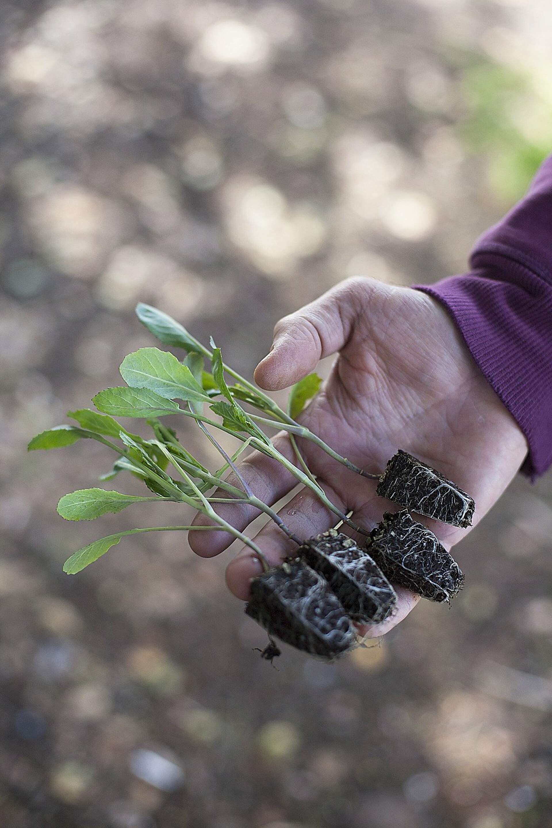 New 'Girl' is a Monsanto-free tomato