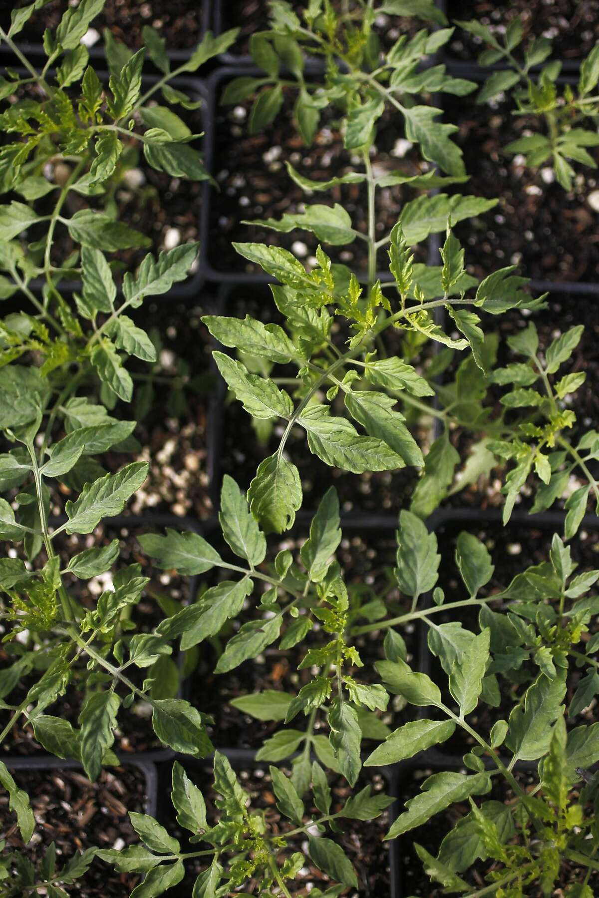 New 'Girl' is a Monsanto-free tomato
