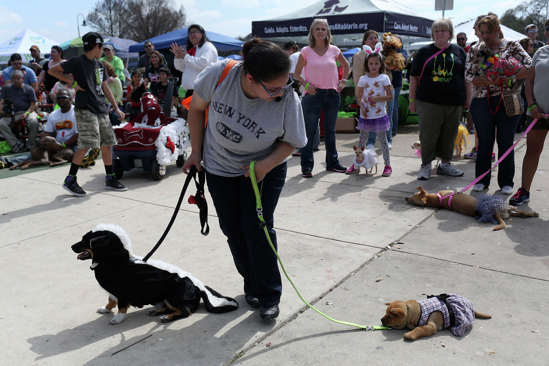 Canines dressed their best for pet fiesta