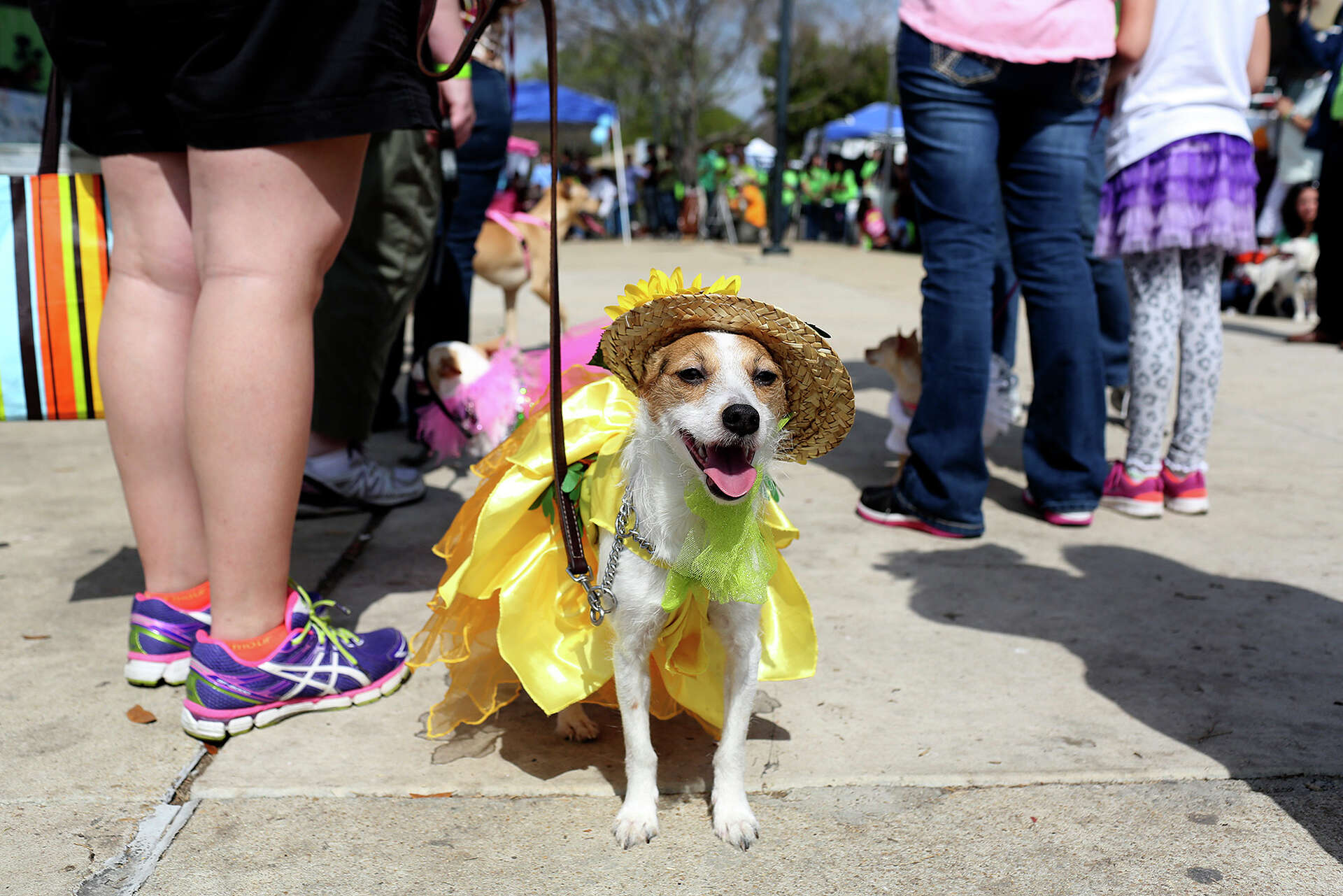 Canines dressed their best for pet fiesta