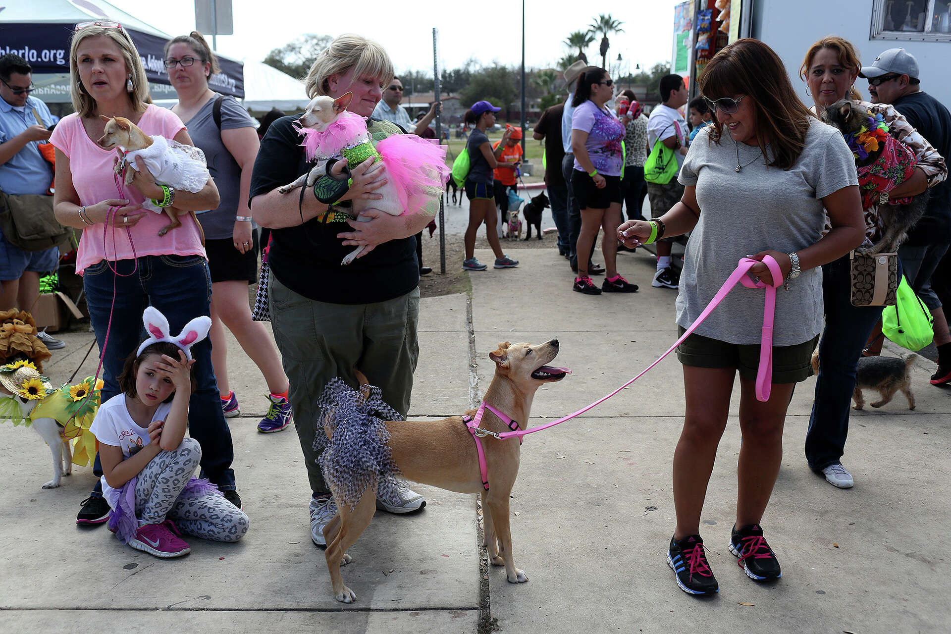 Canines dressed their best for pet fiesta