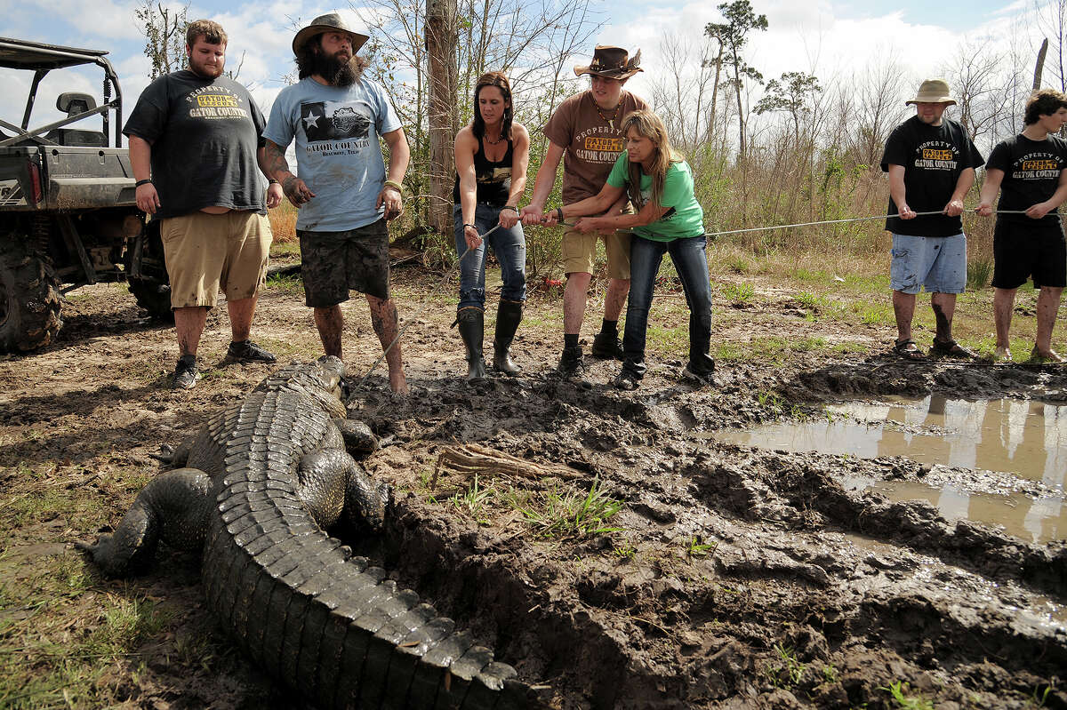 Photos: Gator Country nabs 400 pound monster in Groves