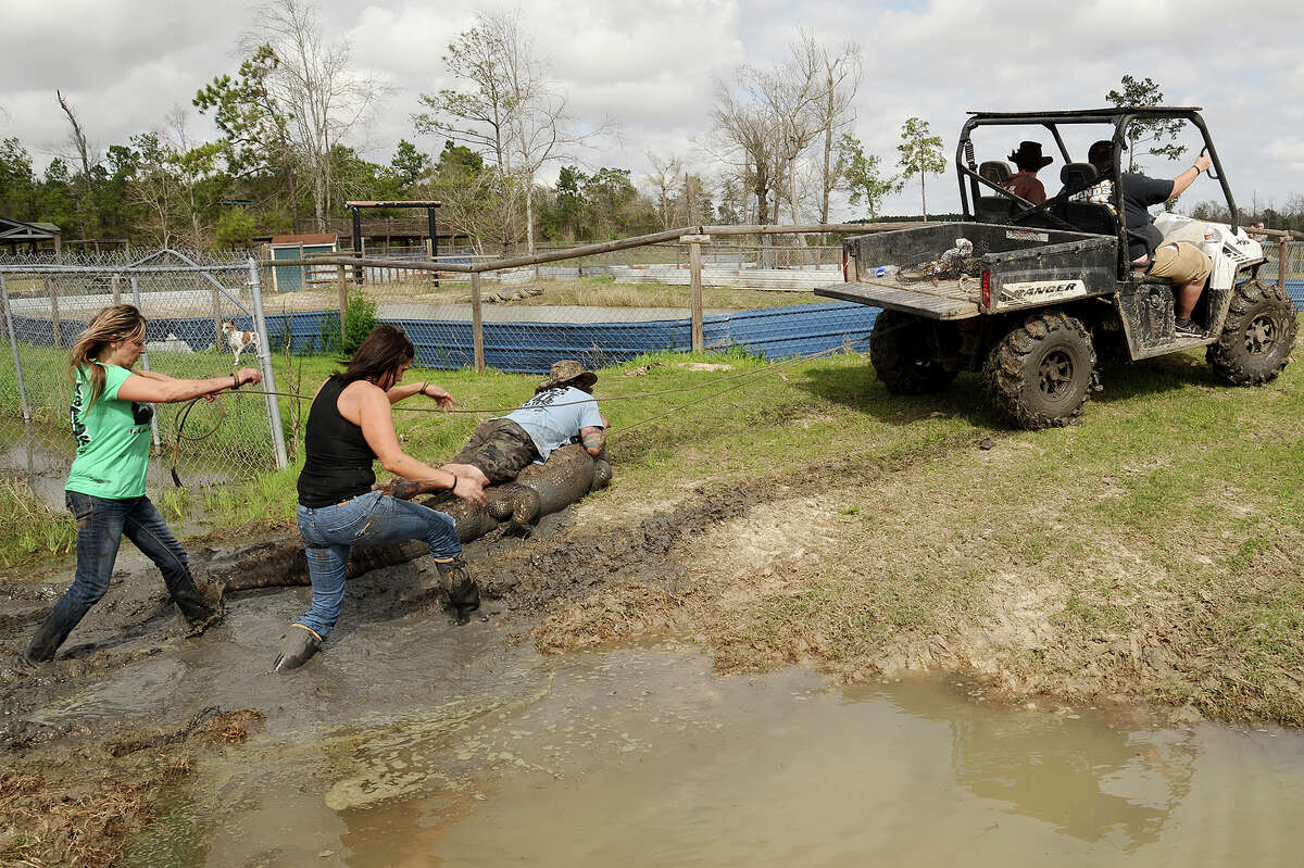 Photos: Gator Country nabs 400 pound monster in Groves
