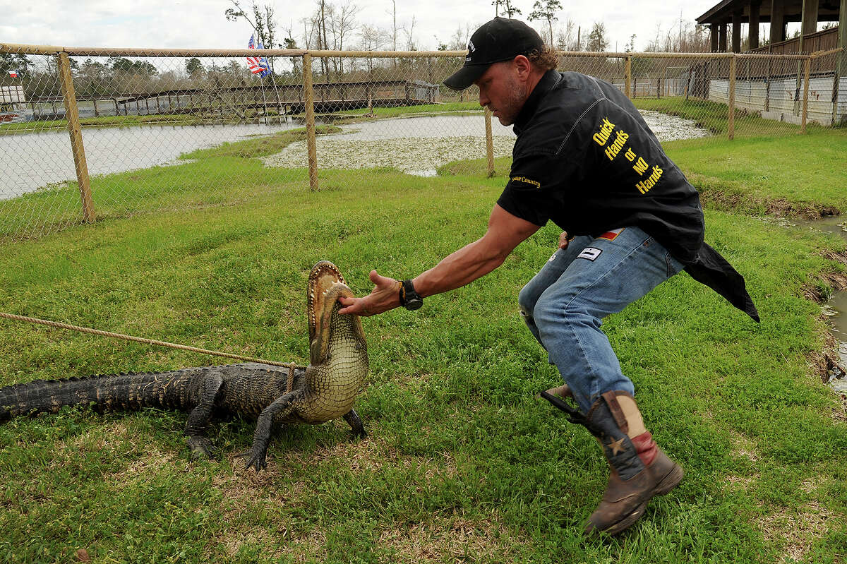 Photos: Gator Country nabs 400 pound monster in Groves