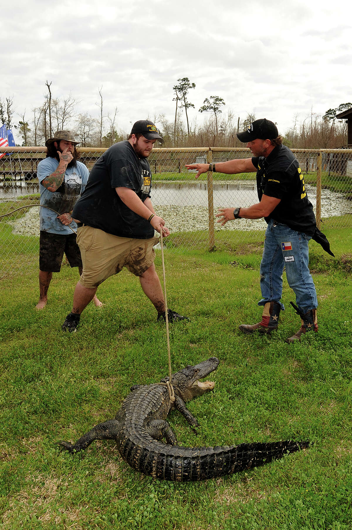 Gator Country trains volunteers to catch live alligators