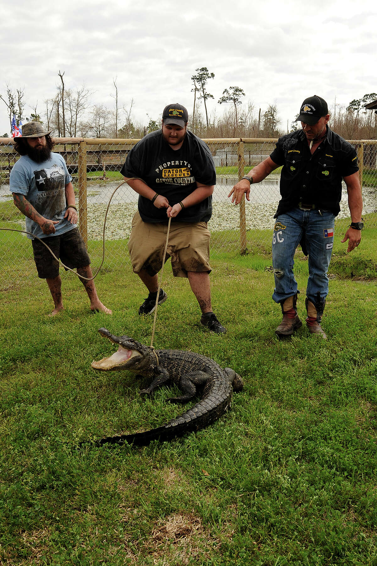 Photos: Gator Country nabs 400 pound monster in Groves