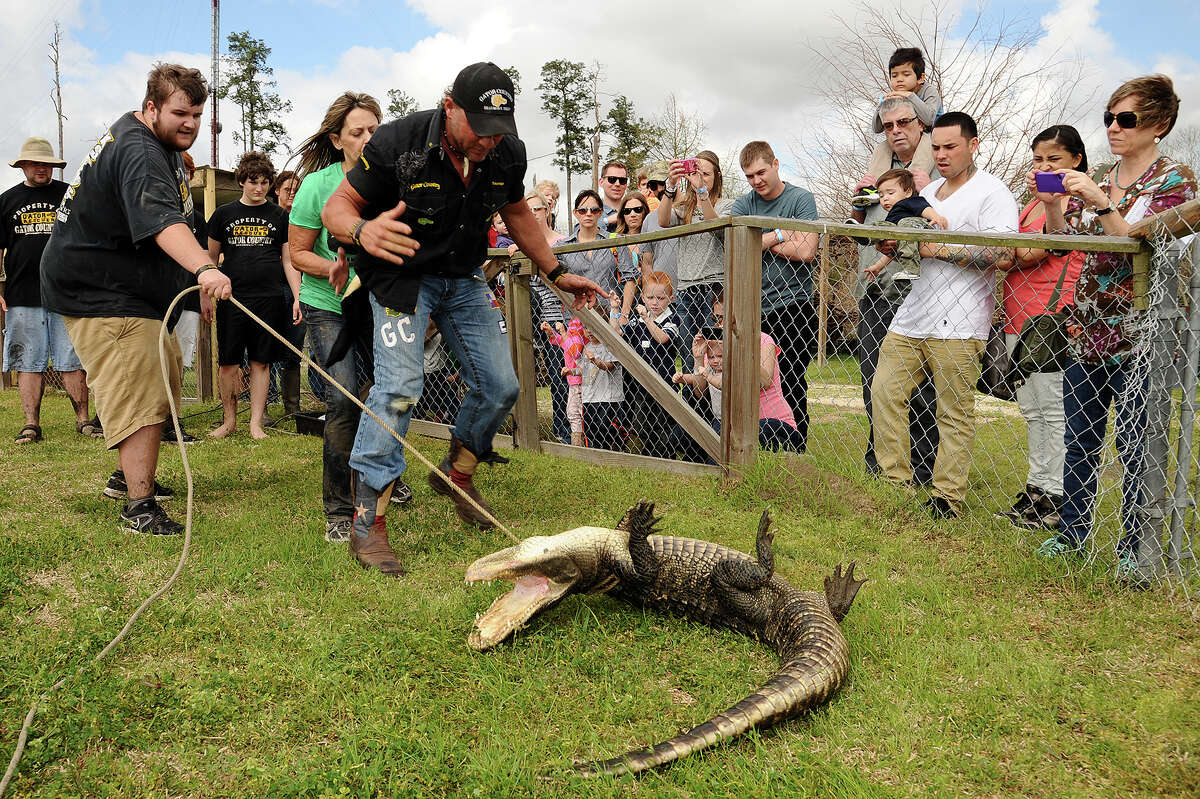 Photos: Gator Country nabs 400 pound monster in Groves