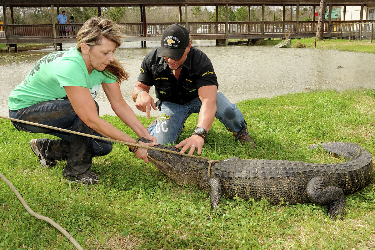 Photos: Gator Country nabs 400 pound monster in Groves