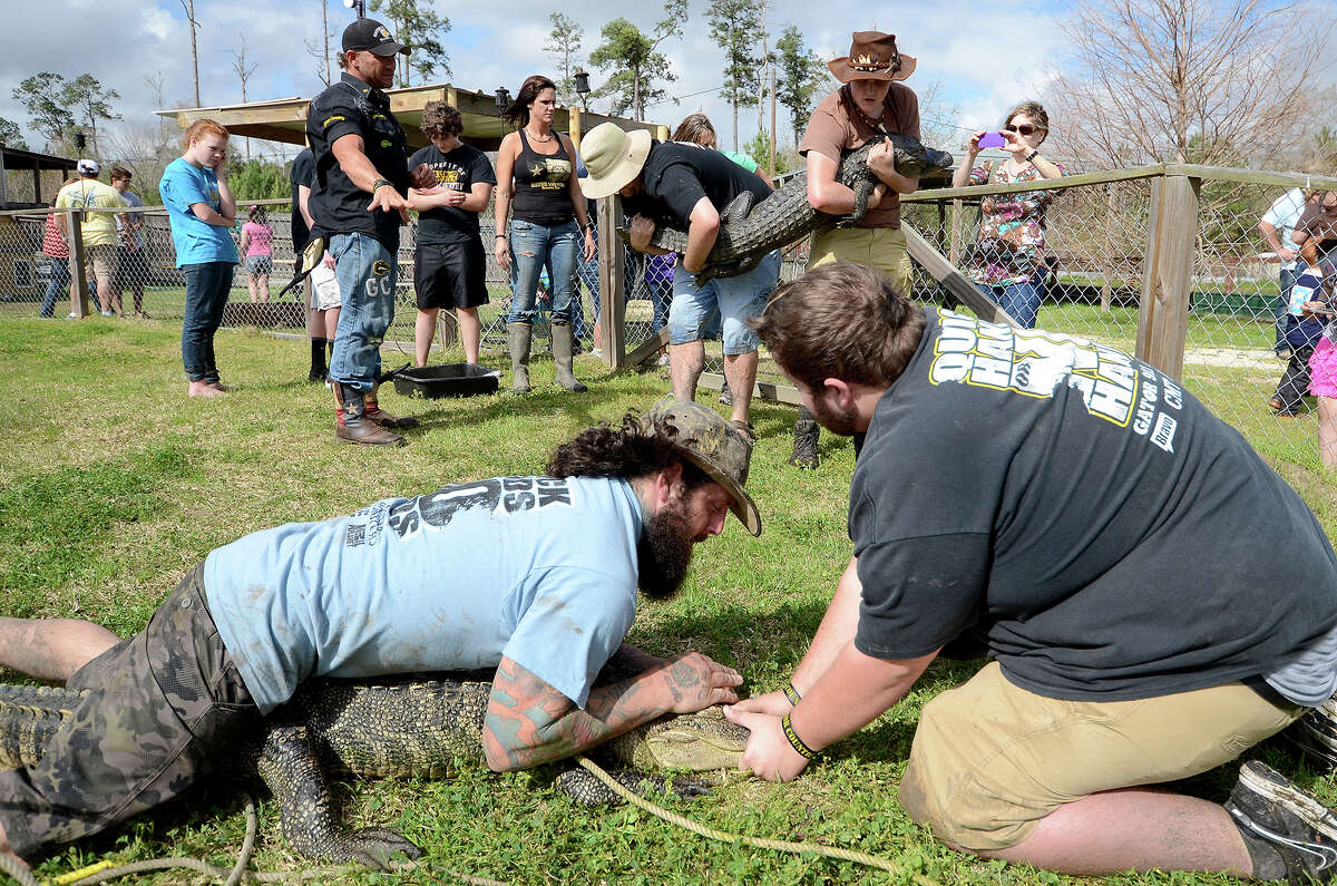 Gator Country trains volunteers to catch live alligators