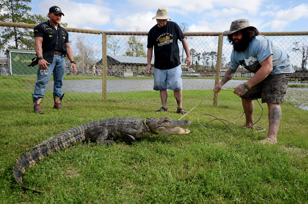 Gator Country trains volunteers to catch live alligators