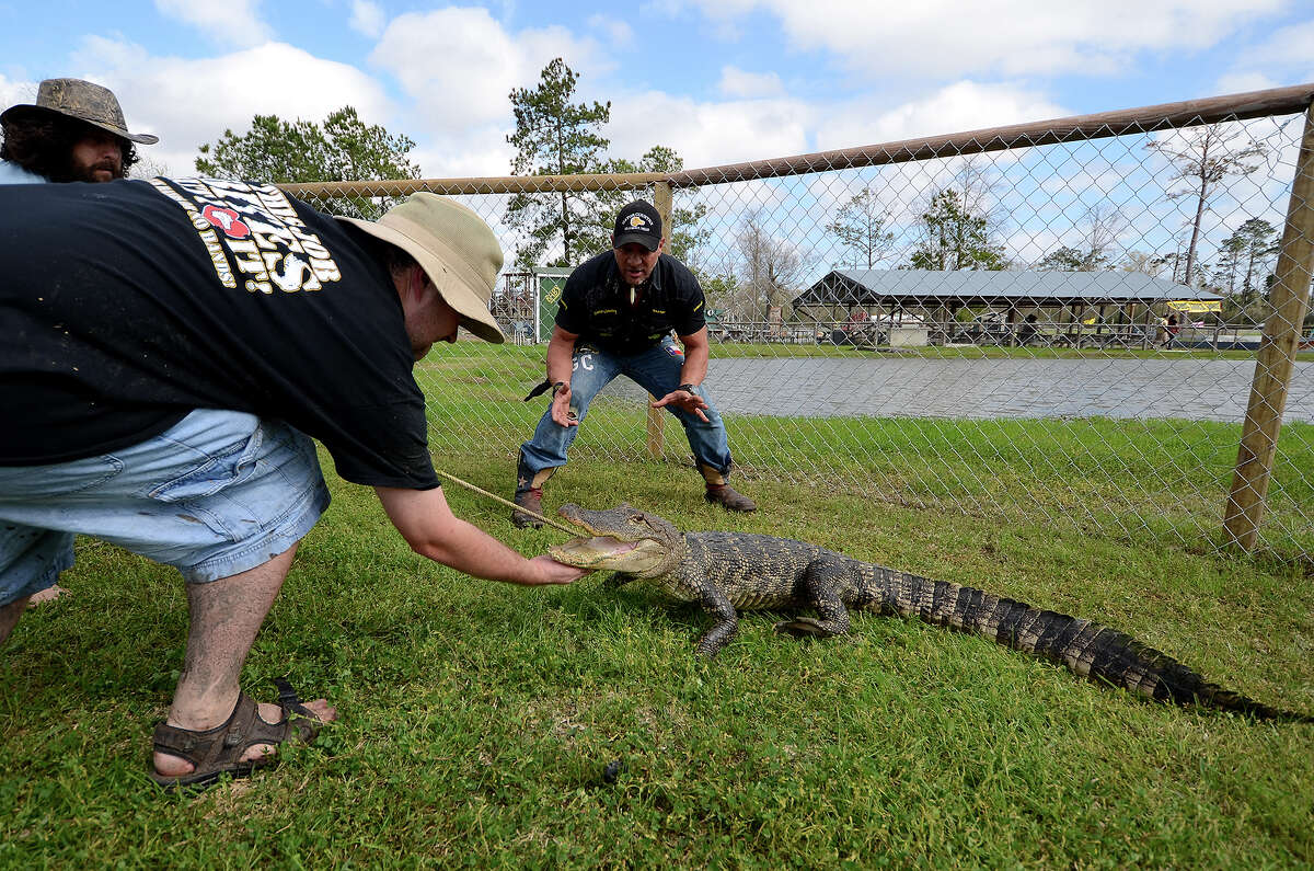 Photos: Gator Country nabs 400 pound monster in Groves
