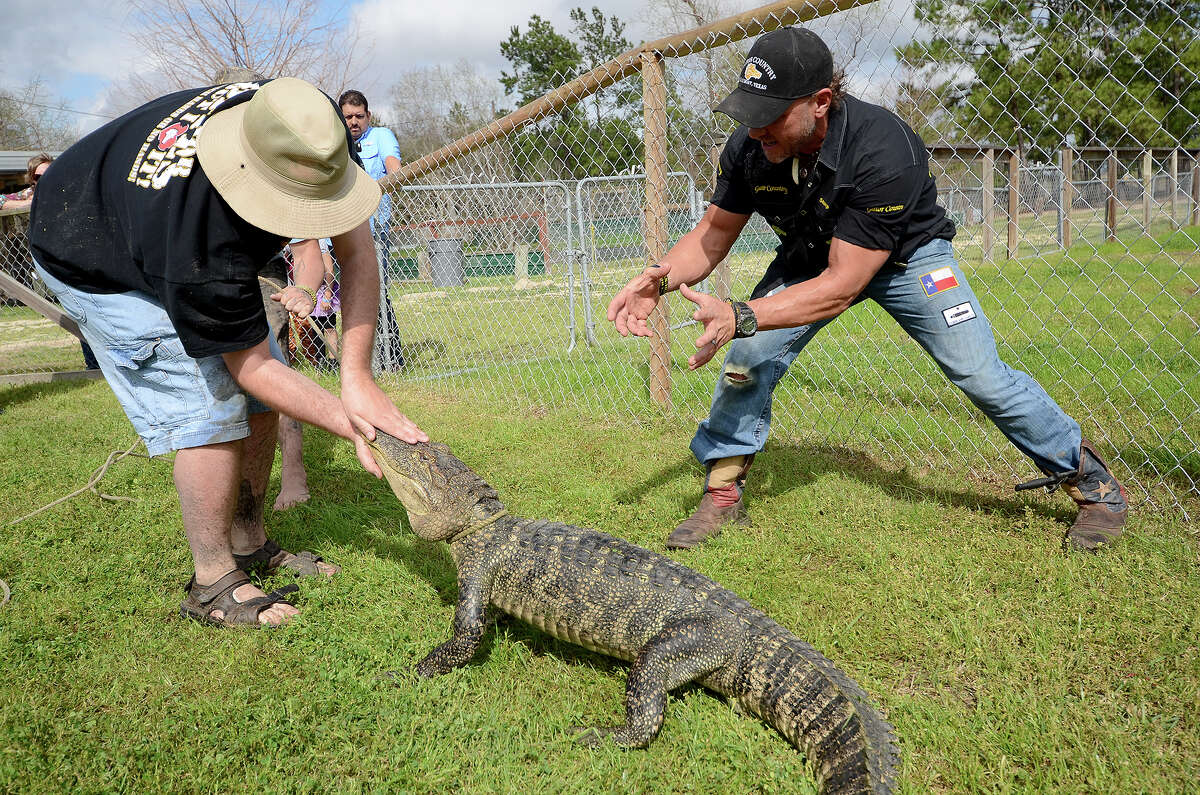 Photos: Gator Country nabs 400 pound monster in Groves