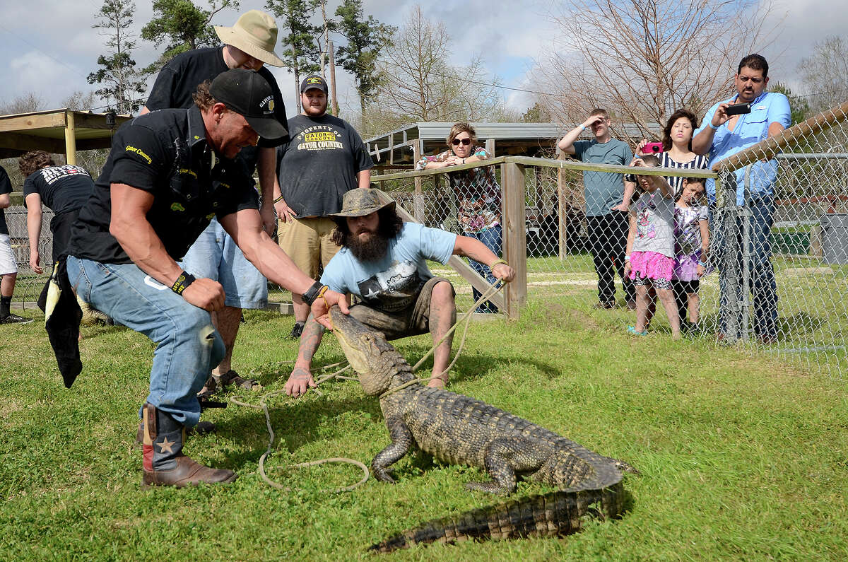 Photos: Gator Country nabs 400 pound monster in Groves