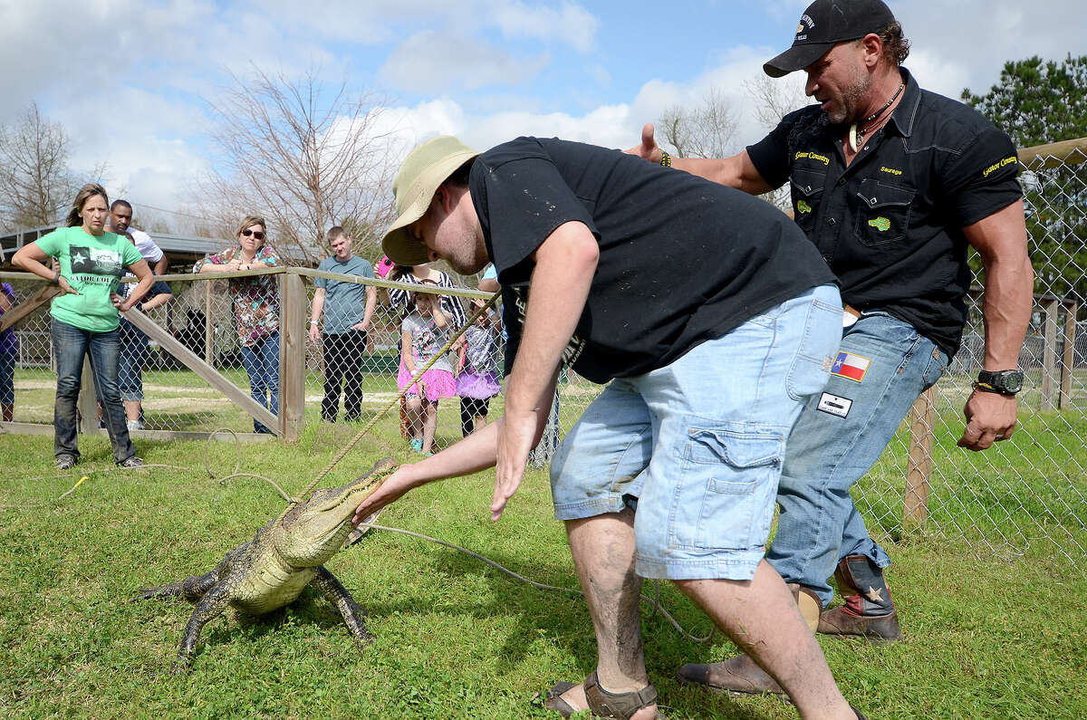 Photos: Gator Country nabs 400 pound monster in Groves