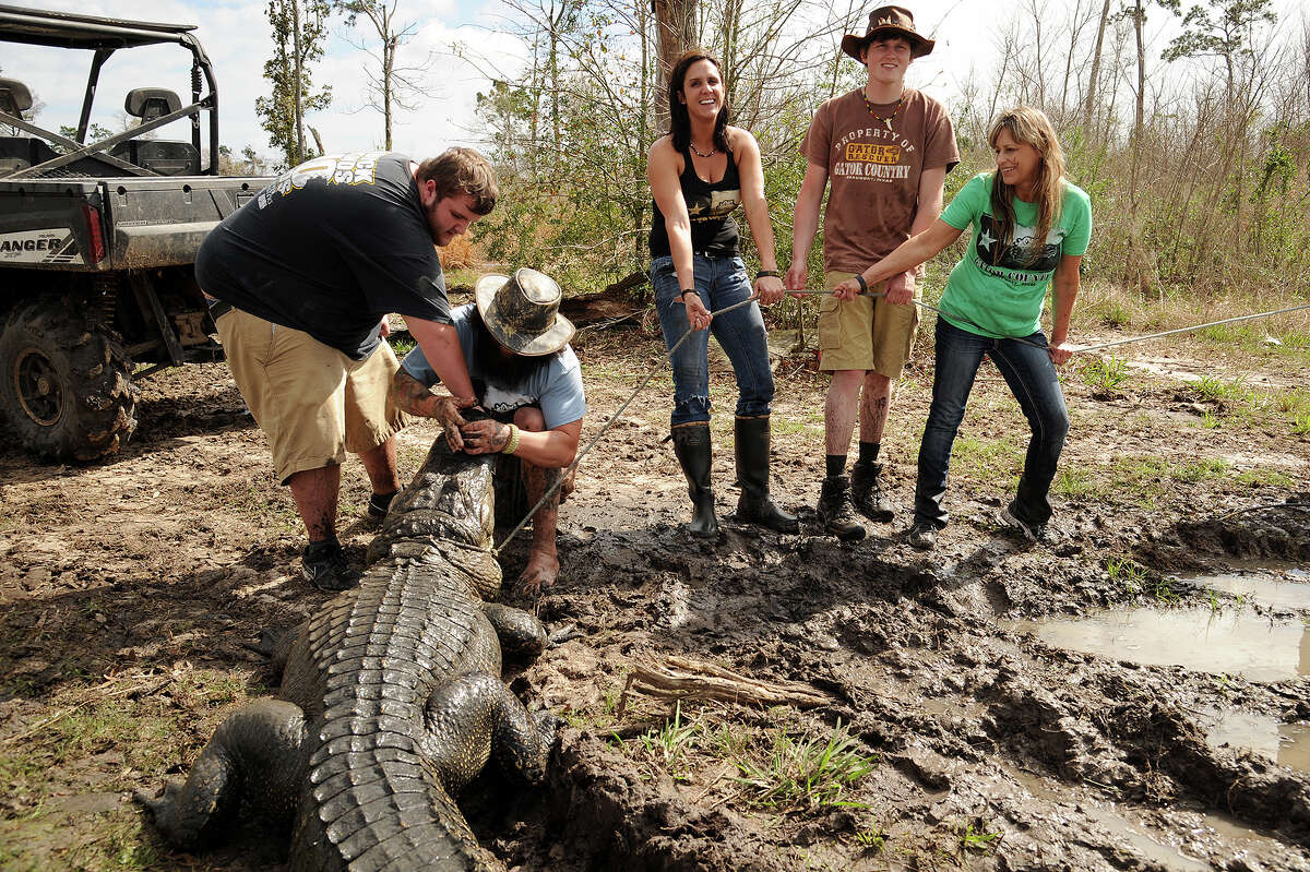 Photos: Gator Country nabs 400 pound monster in Groves