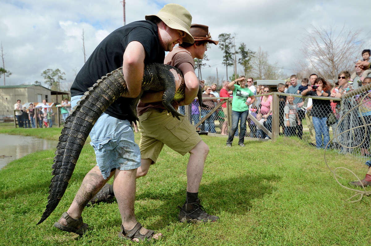 Photos: Gator Country nabs 400 pound monster in Groves