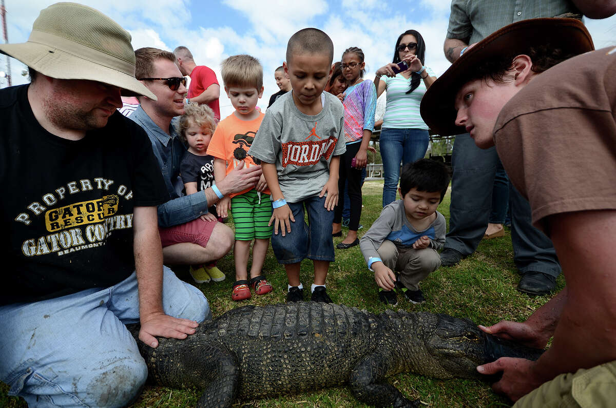 Photos: Gator Country nabs 400 pound monster in Groves