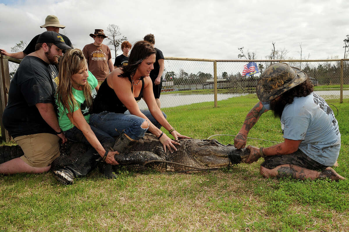 Gator Country trains volunteers to catch live alligators