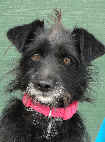 Pet Project— March 4