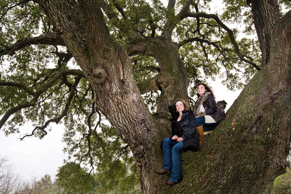 Trees have stood for centuries, but now are in the way