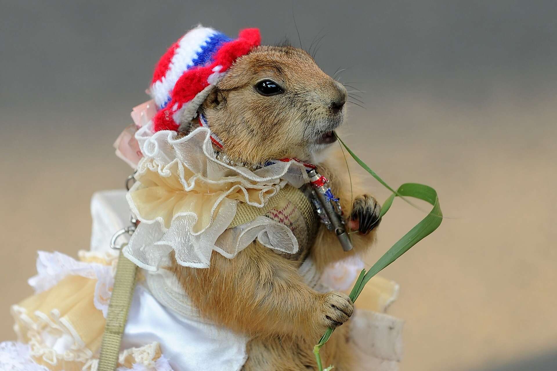 17 amusing squirrel photos for National Squirrel Day