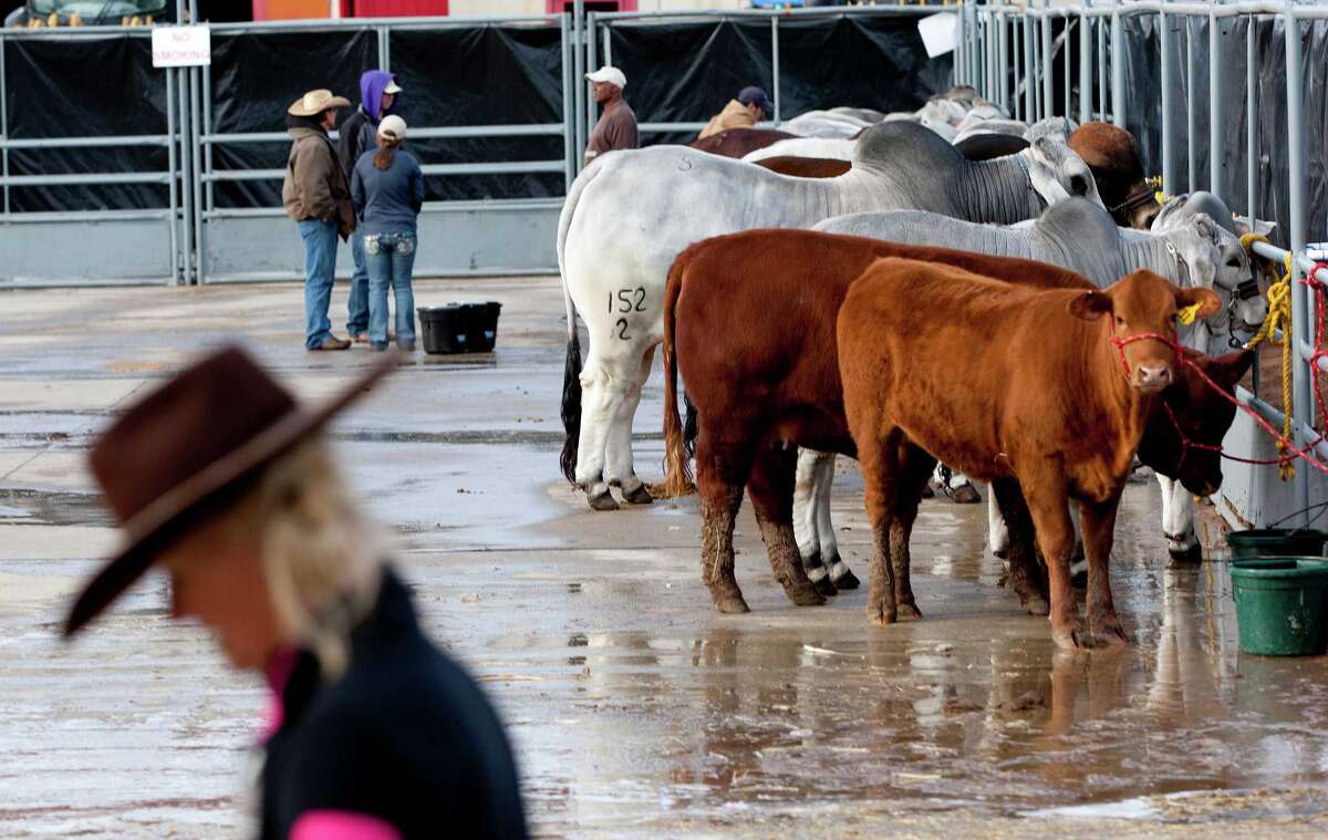 RodeoHouston volunteers wear many different hats