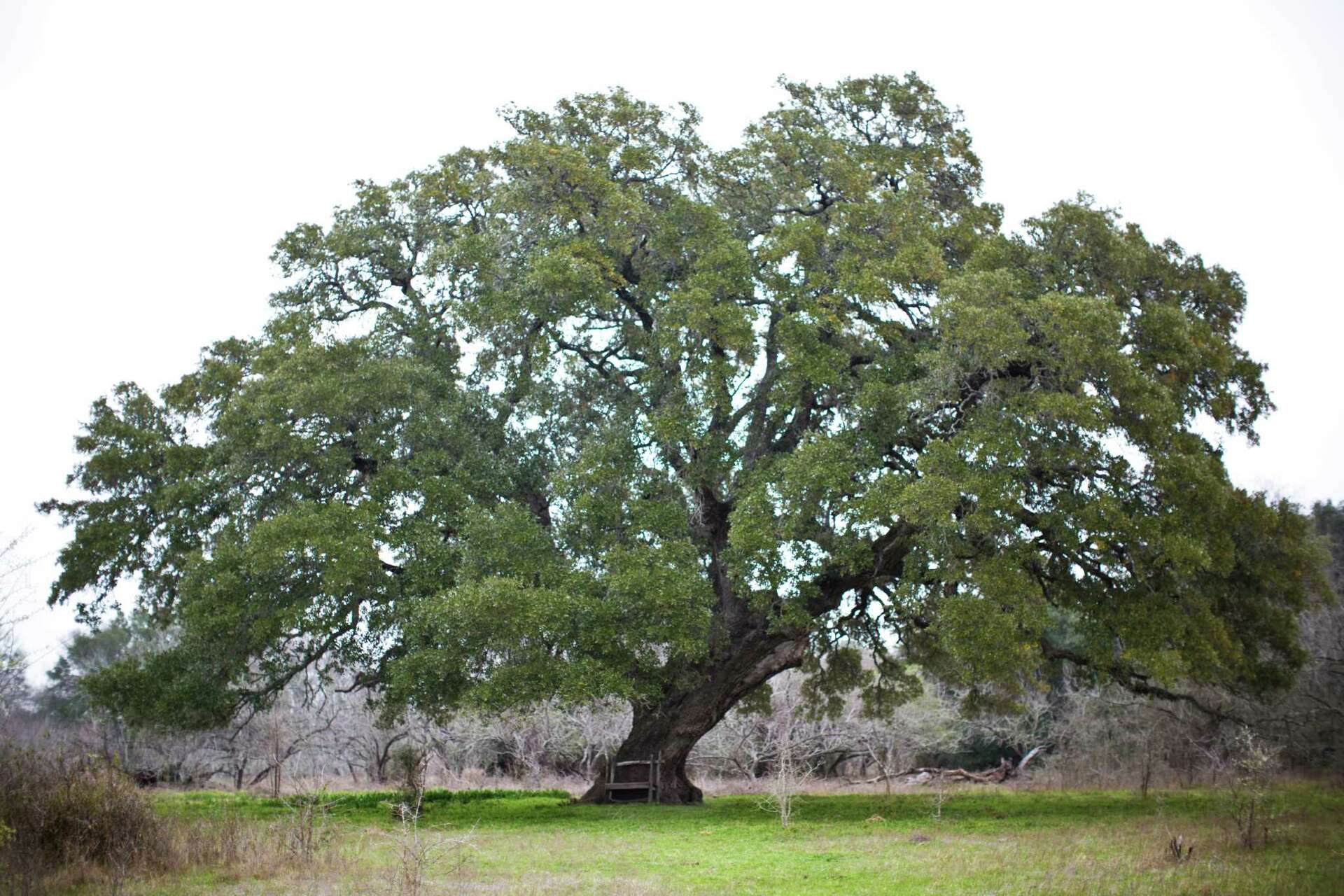 State redesigns road to save ancient oak trees