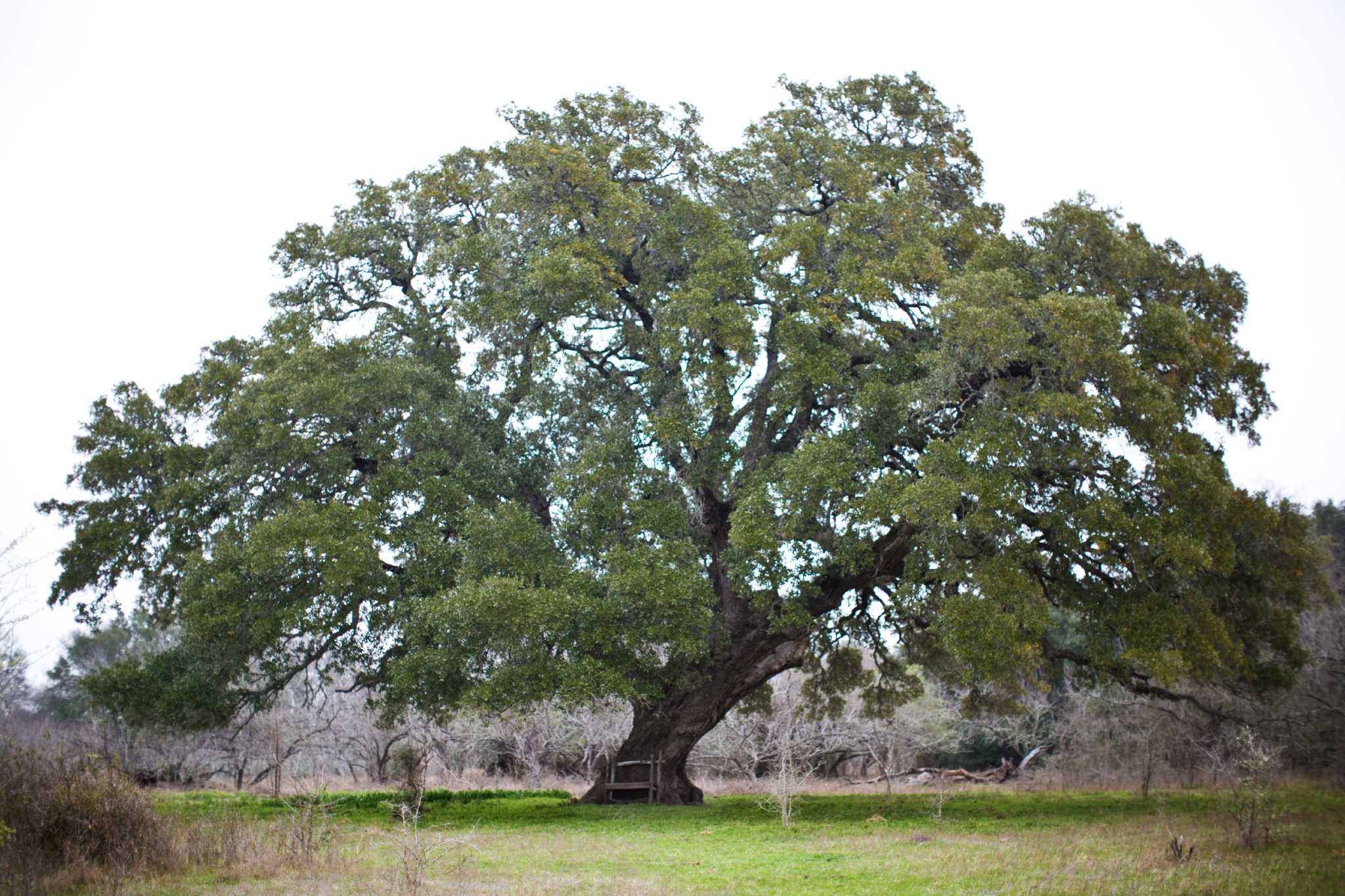 Trees have stood for centuries, but now are in the way