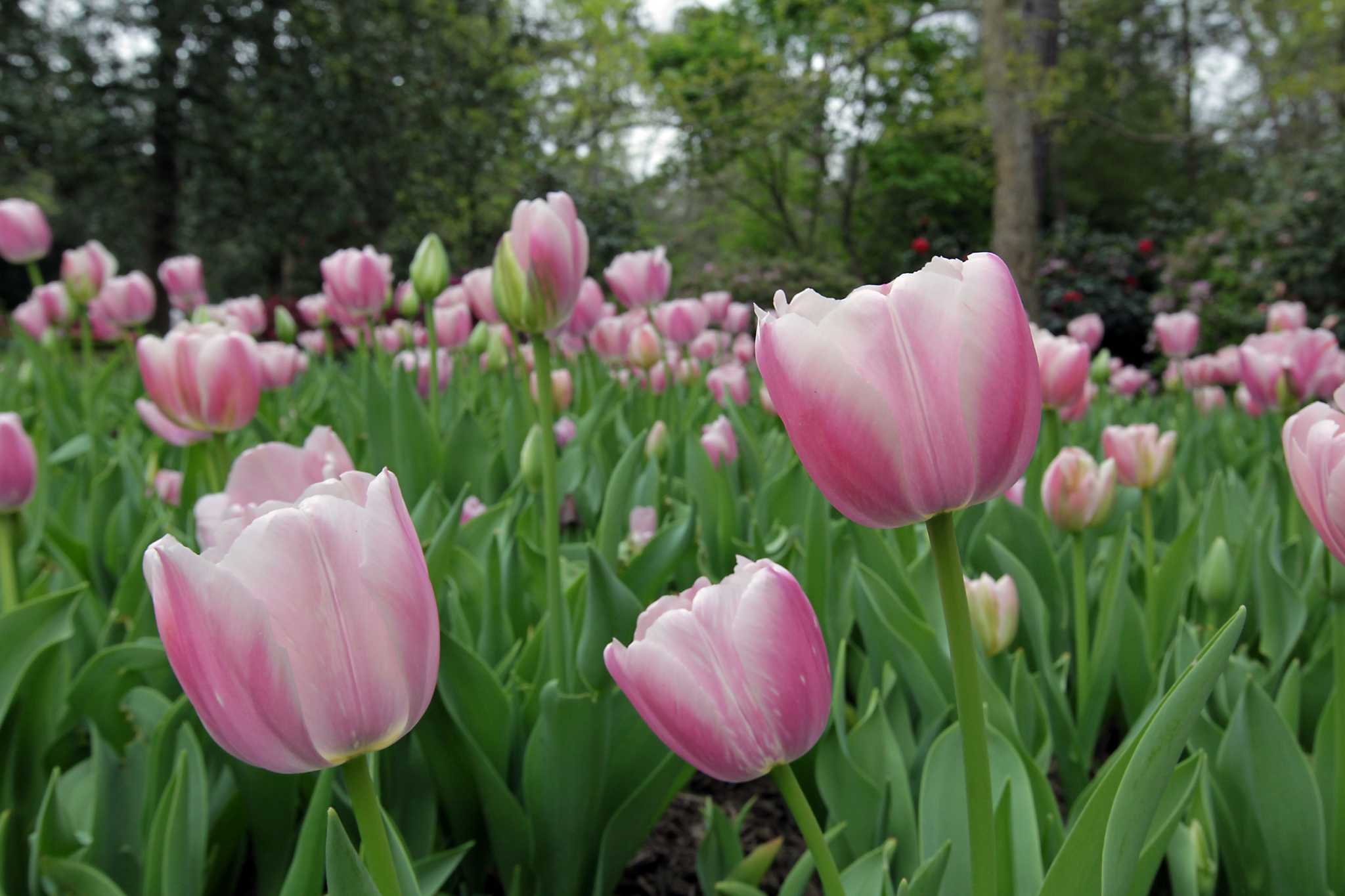 The beautiful sights of Azalea Trail