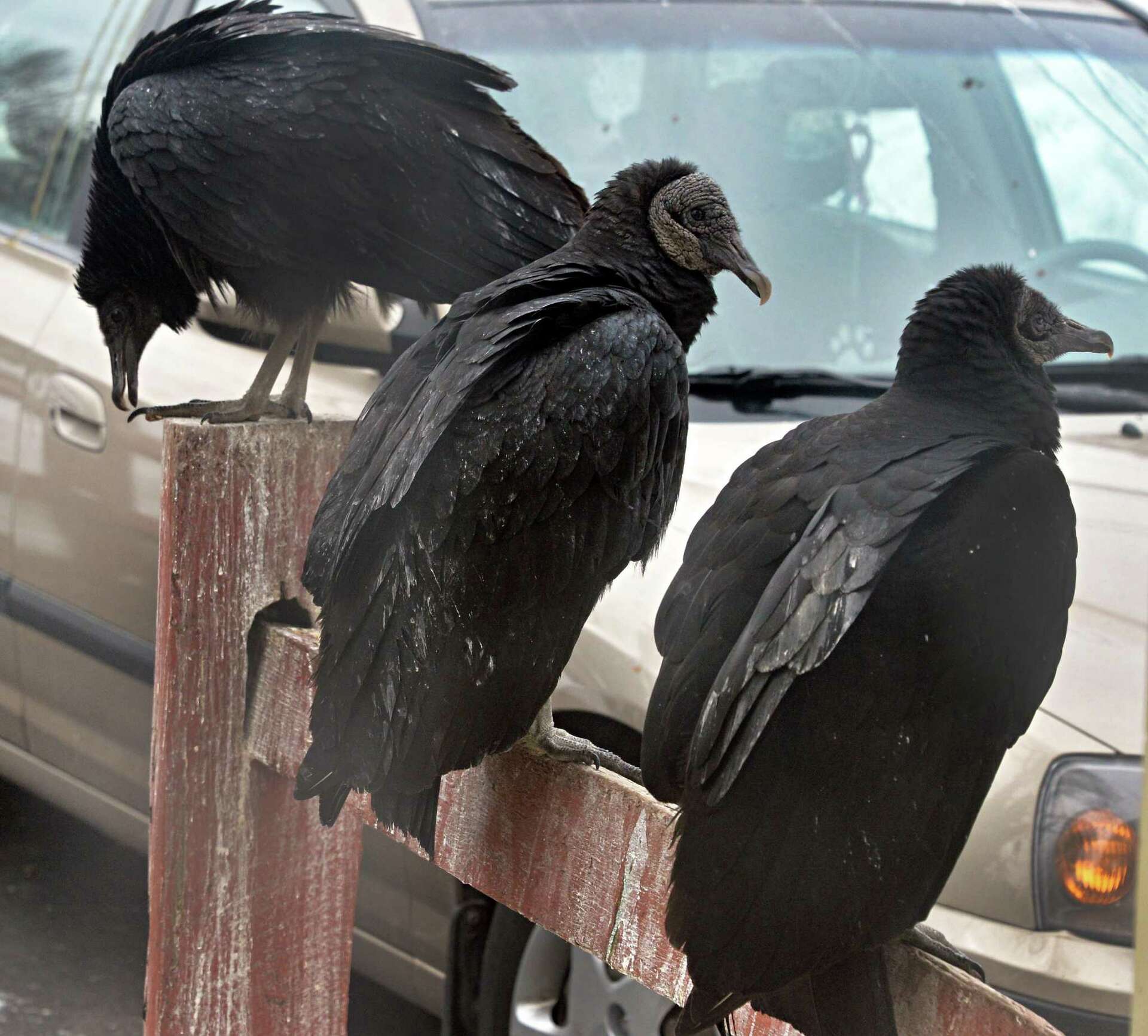 Vultures find free meat on a suburban street