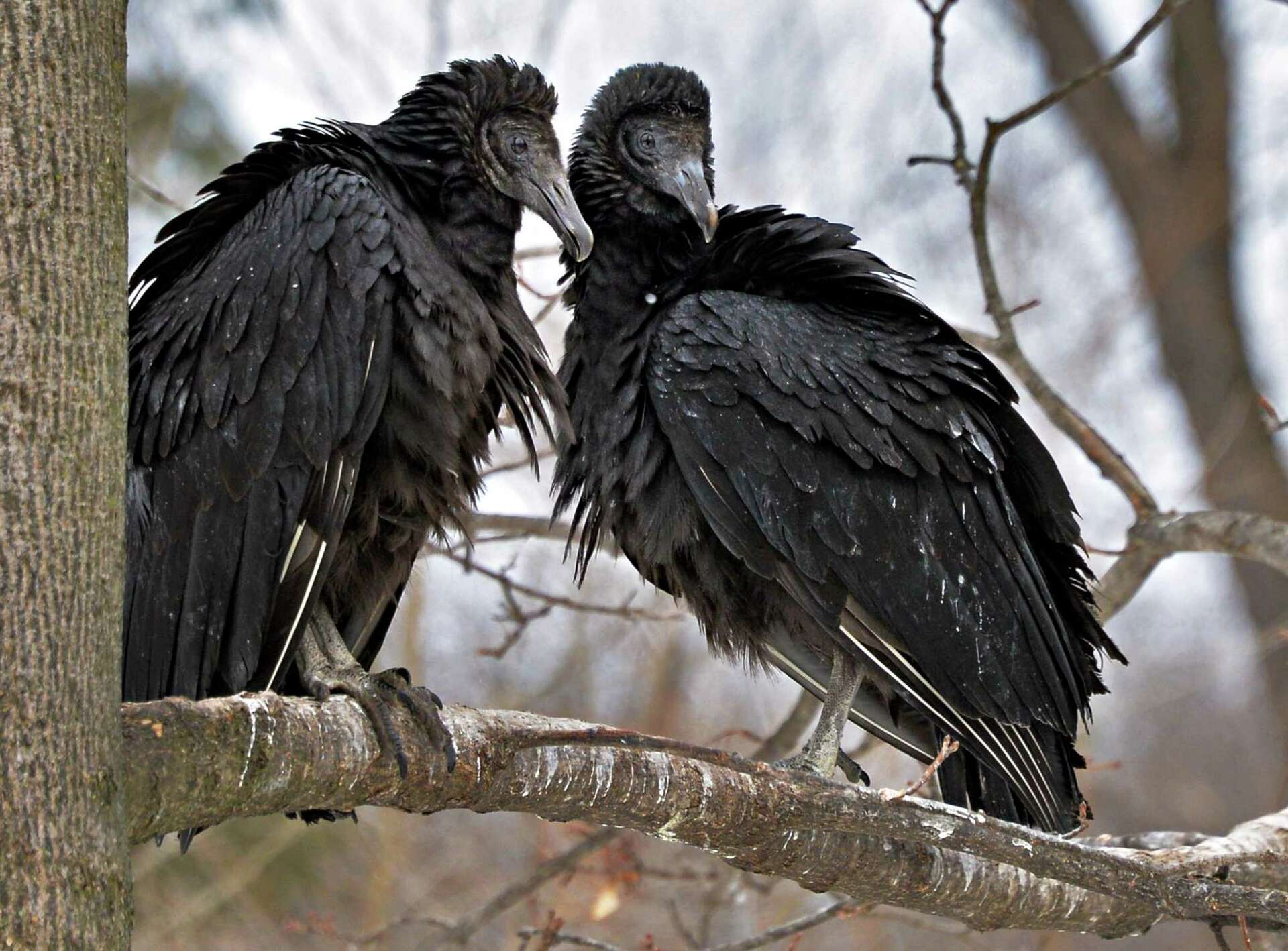 Vultures find free meat on a suburban street