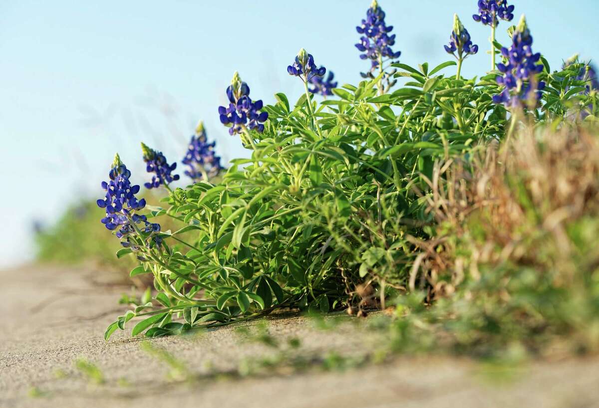 Bluebonnet forecast for 2014 looks promising