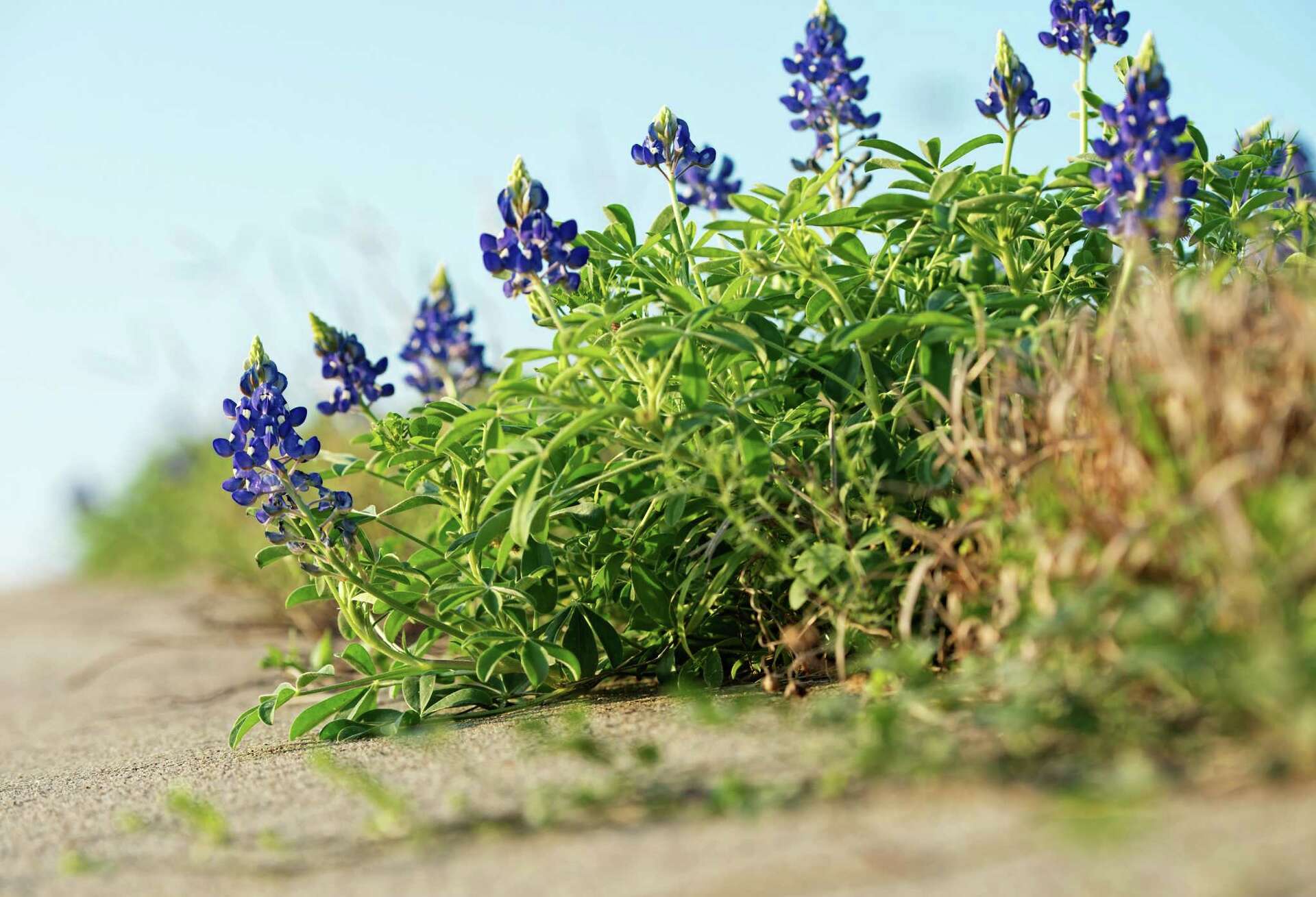 Bluebonnet forecast for 2014 looks promising