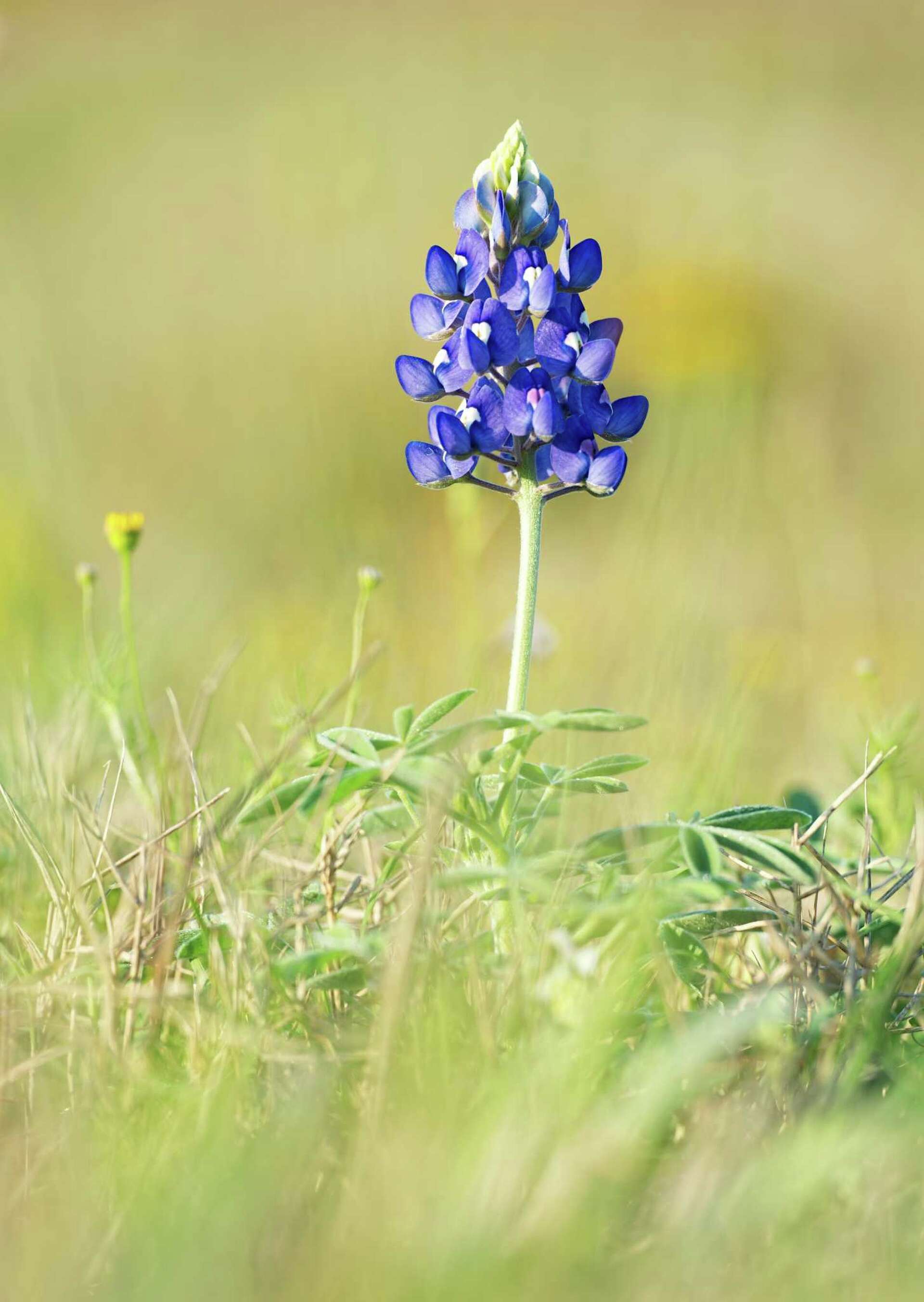 Bluebonnet forecast for 2014 looks promising