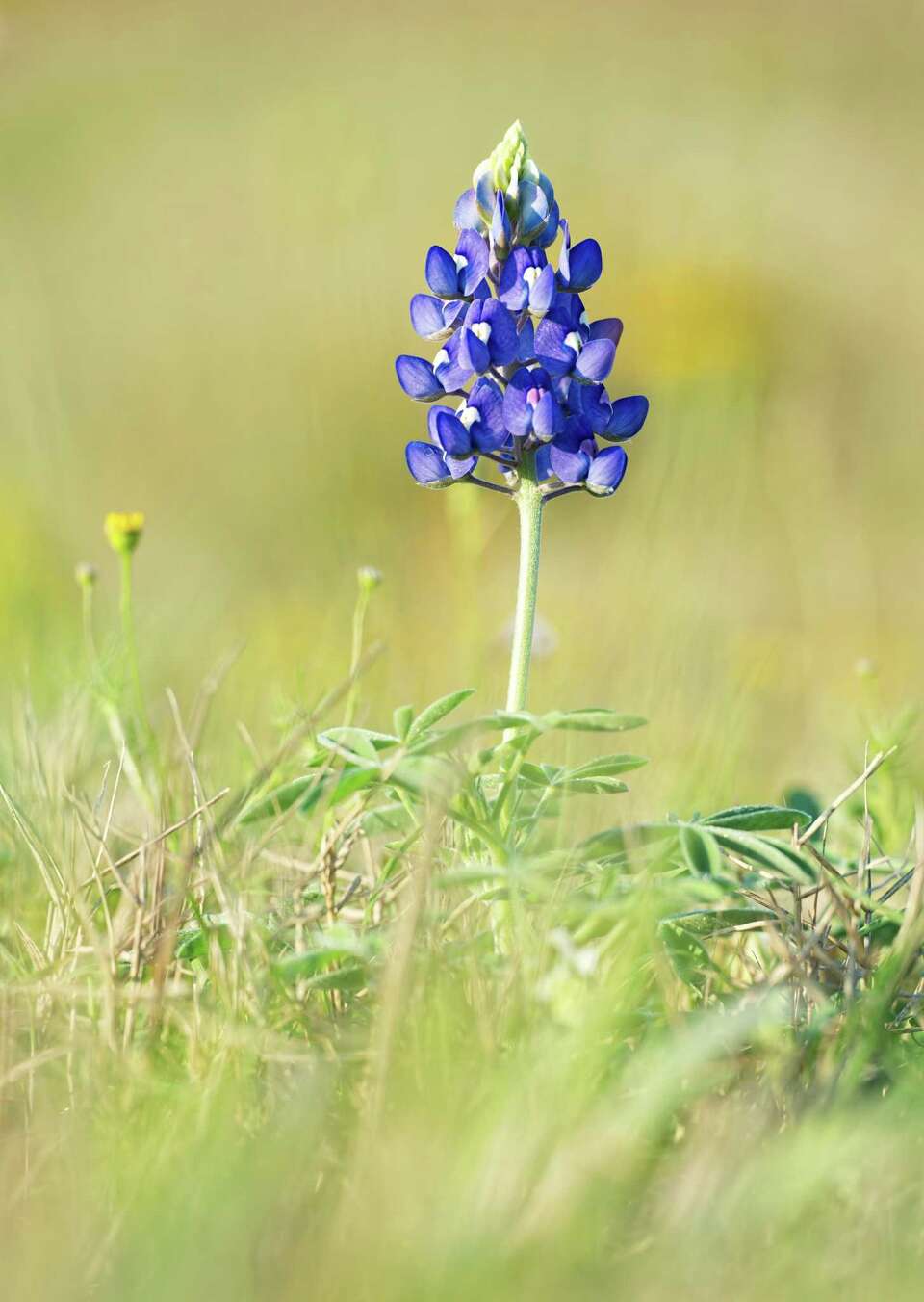 Bluebonnet forecast for 2014 looks promising