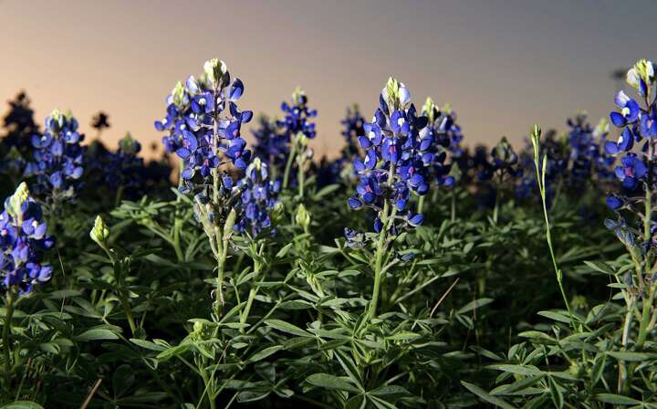 Bluebonnet forecast for 2014 looks promising
