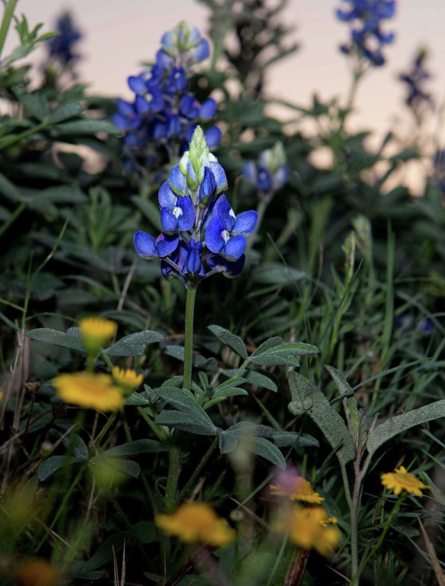 Bluebonnet forecast for 2014 looks promising