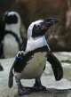 Academy of Sciences penguin Pierre happy with wet suit